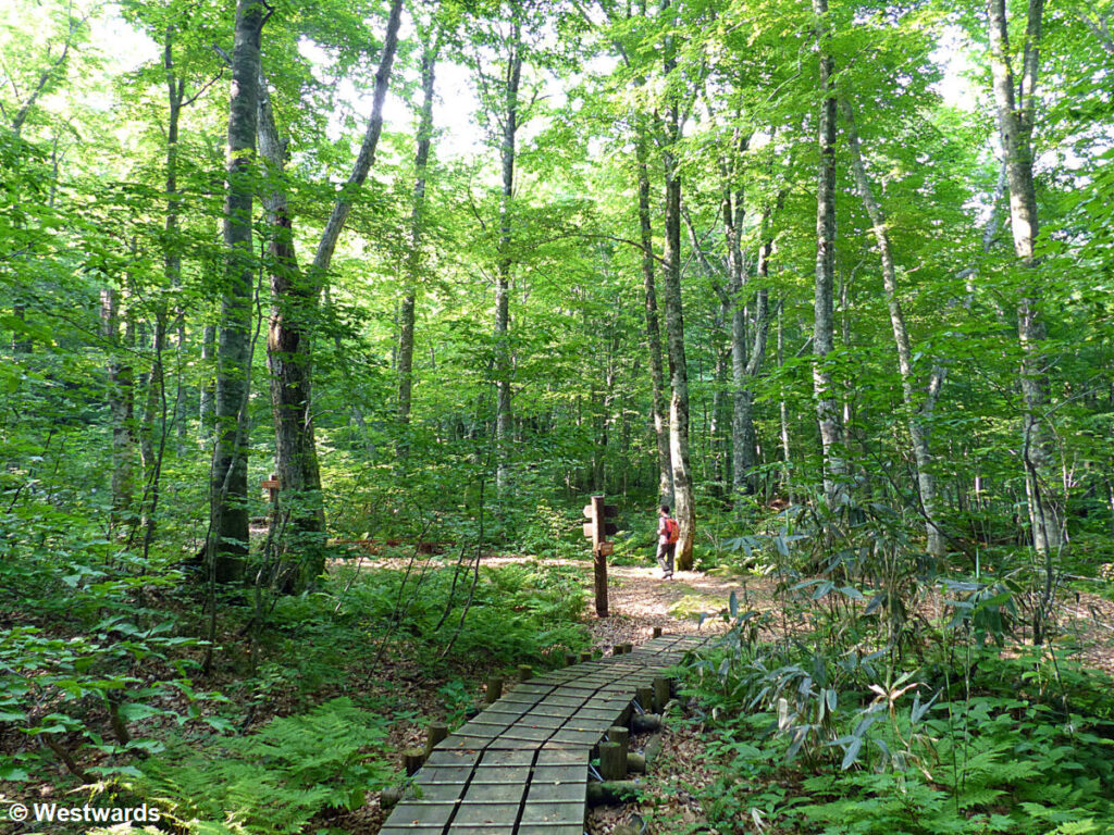 The fabulous Shirakami Sanchi beech forest in North Japan