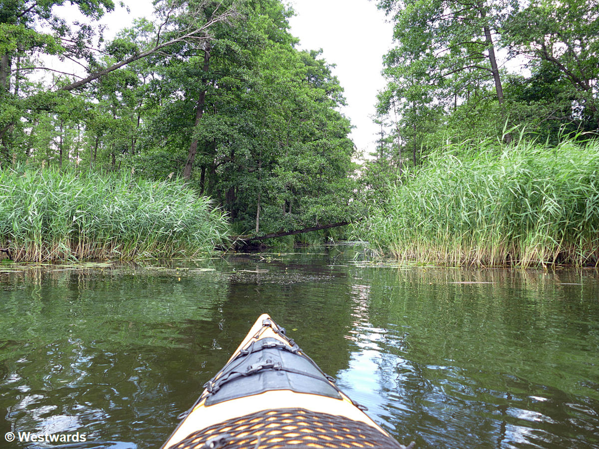 Kayaking on the river Peene - the German Amazonas - by Westwards