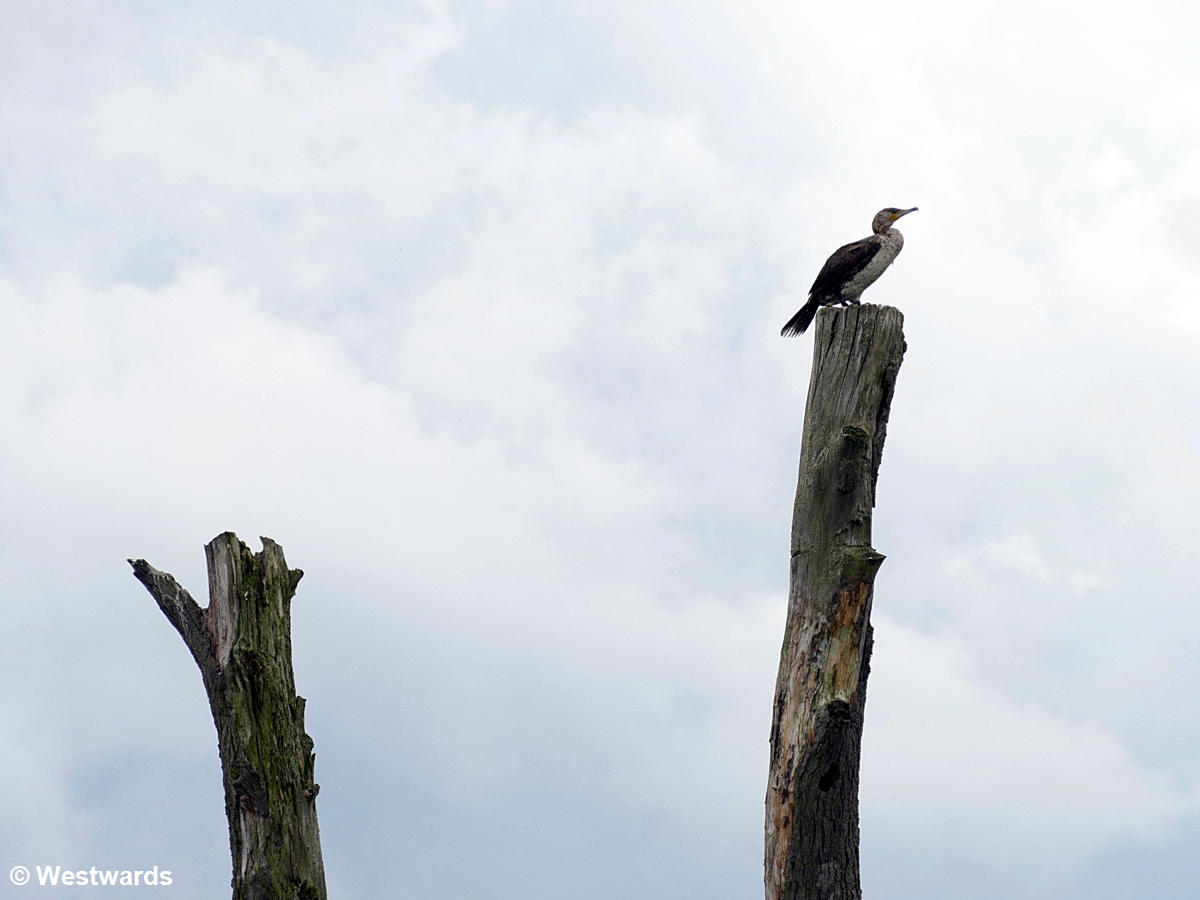 Kayaking on the river Peene - the German Amazonas - by Westwards