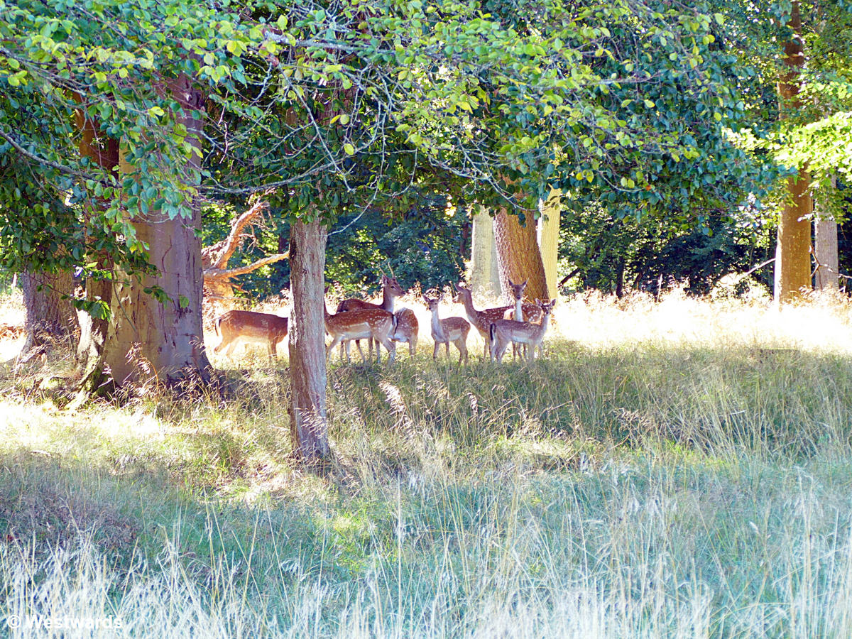 Jaegersborg Dyrehave - a unique hunting park in Denmark (UNESCO)