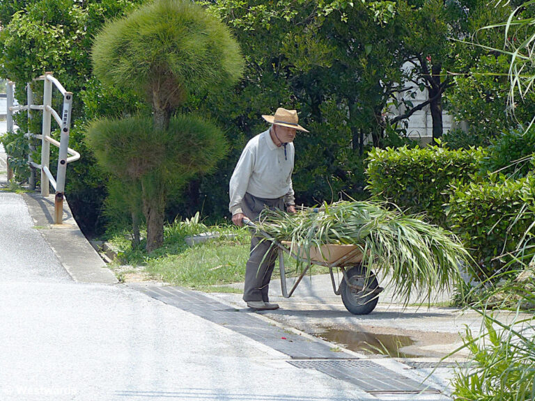 The Yanbaru Region in Northern Okinawa | UNESCO