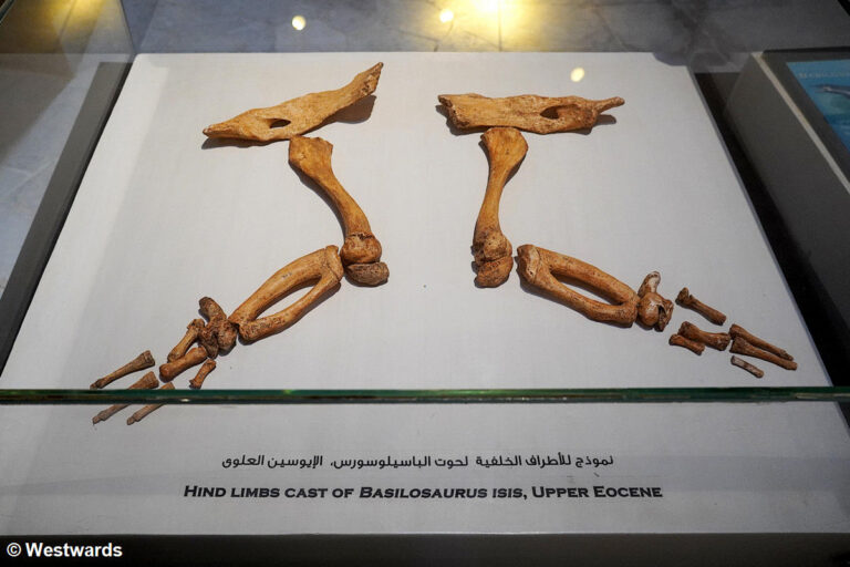 A visit to Wadi Al-Hitan – exploring fantastic whale fossils