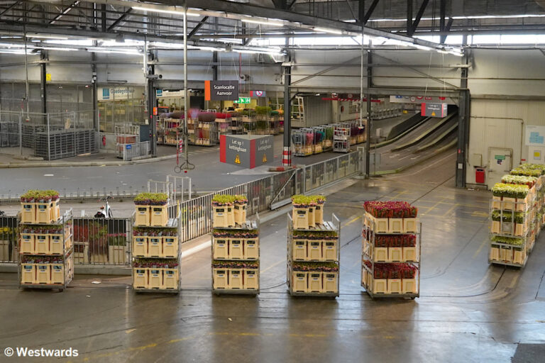 Visiting the Aalsmeer Flower Auction- Westwards