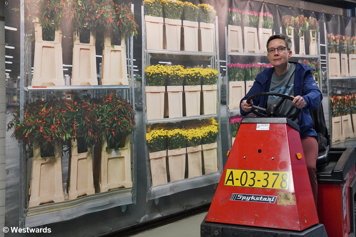 Visiting the Aalsmeer Flower Auction- Westwards